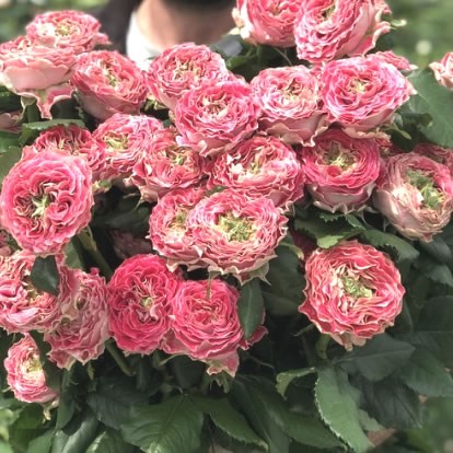 Rose Piccadilly Circus 70cm | Wholesale Dutch Flowers & Florist Supplies UK