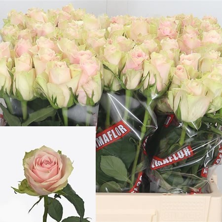 Rose Pink Athena 50cm | Wholesale Dutch Flowers & Florist Supplies UK