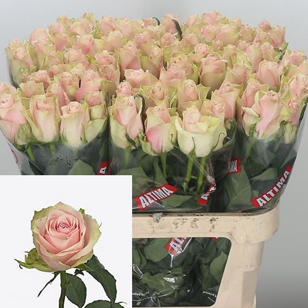 Rose Pink Athena 80cm | Wholesale Dutch Flowers & Florist Supplies UK