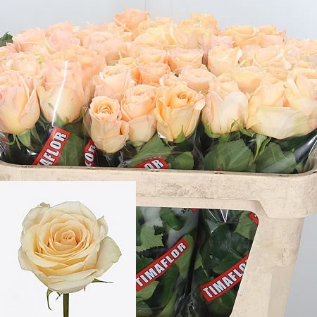 Rose Pink Champaign 70cm | Wholesale Dutch Flowers & Florist Supplies UK