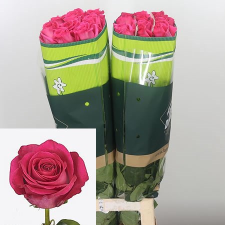 Rose Pink Floyd (Ecuador) 80cm | Wholesale Dutch Flowers & Florist ...