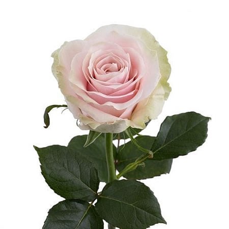 Rose Pink Mondial 50cm | Wholesale Dutch Flowers & Florist Supplies UK