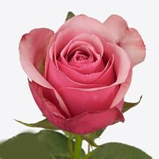 Rose Pink Paloma 50cm | Wholesale Dutch Flowers & Florist Supplies UK