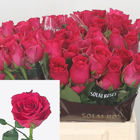 Rose Pink Rhodos 60cm | Wholesale Dutch Flowers & Florist Supplies UK