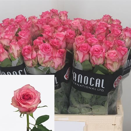 Rose Pink Shadow 60cm | Wholesale Dutch Flowers & Florist Supplies UK