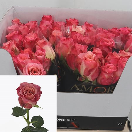 Rose Pink Statue 60cm | Wholesale Dutch Flowers & Florist Supplies UK