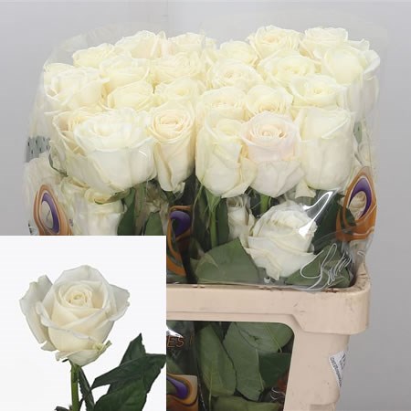 Rose Playa Blanca (Ecuador) 50cm | Wholesale Dutch Flowers & Florist ...