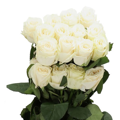 Rose Playa Blanca (Ecuador Large Heads) 70cm | Wholesale Dutch Flowers ...