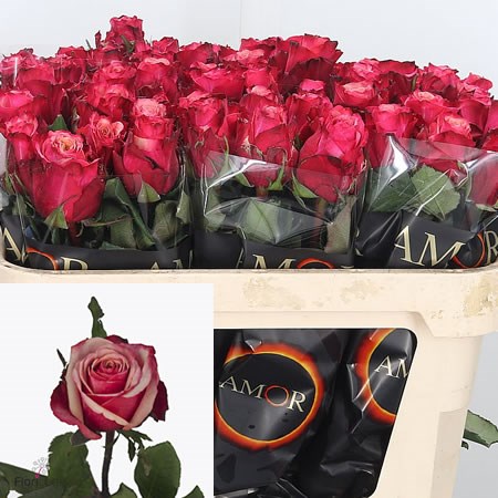 Rose Pompidou 70cm | Wholesale Dutch Flowers & Florist Supplies UK