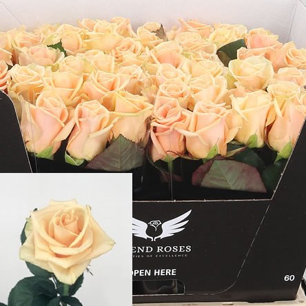 Rose Prima Donna 60cm | Wholesale Dutch Flowers & Florist Supplies UK