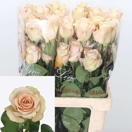 Rose Quicksand (Ecuador) 60cm | Wholesale Dutch Flowers & Florist ...