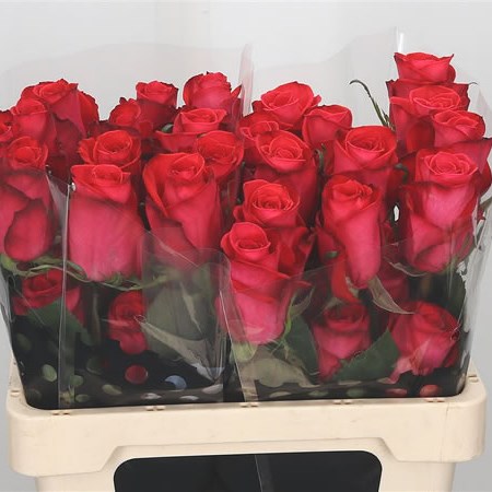 Rose Raphaela (Ecuador) 50cm | Wholesale Dutch Flowers & Florist ...