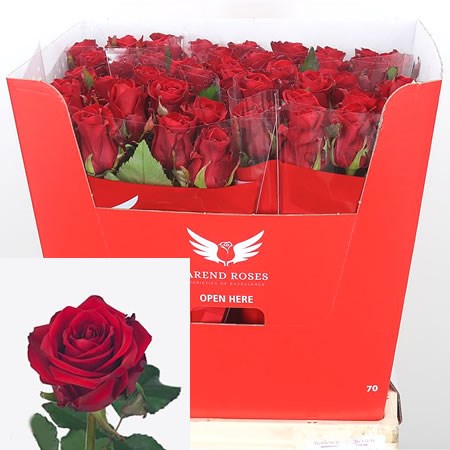 Rose Red Eagle 80cm | Wholesale Dutch Flowers & Florist Supplies UK