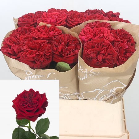 Rose Red Elegance 50cm | Wholesale Dutch Flowers & Florist Supplies UK