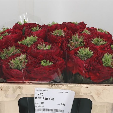 Rose Red Eye 50cm | Wholesale Dutch Flowers & Florist Supplies UK