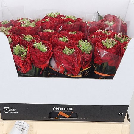 Rose Red Eye 60cm | Wholesale Dutch Flowers & Florist Supplies UK