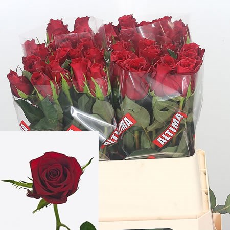 Rose Red Lion 80cm | Wholesale Dutch Flowers & Florist Supplies UK