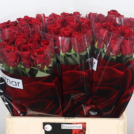 Rose Red Naomi 40cm (Small Headed) | Wholesale Dutch Flowers & Florist ...