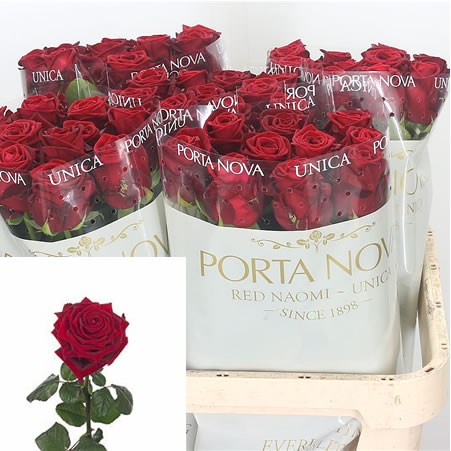 Rose Red Naomi 80cm | Wholesale Dutch Flowers & Florist Supplies UK