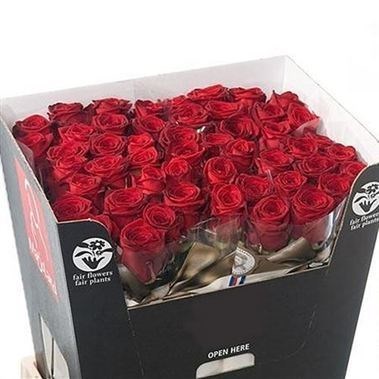 Rose Red Naomi 80cm | Wholesale Dutch Flowers & Florist Supplies UK