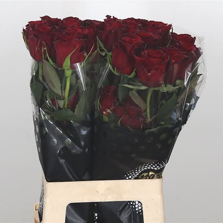 Rose Red Paris (Ecuador) 60cm | Wholesale Dutch Flowers & Florist ...