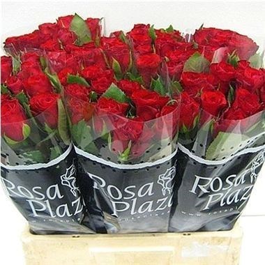 Rose Red Ribbon 50cm | Wholesale Dutch Flowers & Florist Supplies UK