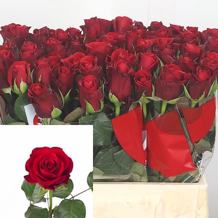 Rose Red Ribbon 60cm | Wholesale Dutch Flowers & Florist Supplies UK