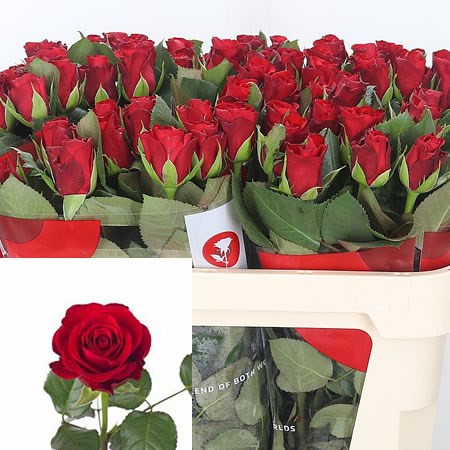 Rose Red Ribbon 70cm | Wholesale Dutch Flowers & Florist Supplies UK