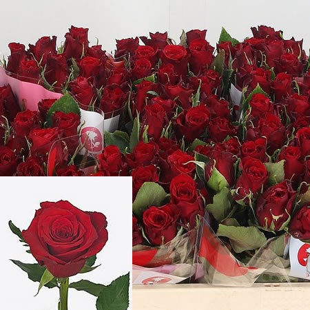 Rose Red Torch 50cm | Wholesale Dutch Flowers & Florist Supplies UK