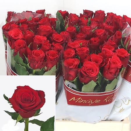 Rose Red Torch 60cm | Wholesale Dutch Flowers & Florist Supplies UK
