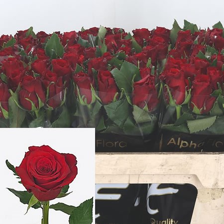 Rose Red Torch 70cm | Wholesale Dutch Flowers & Florist Supplies UK