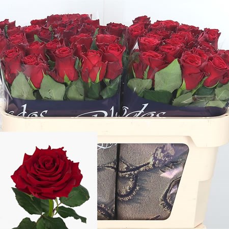 Rose Rhodos 70cm | Wholesale Dutch Flowers & Florist Supplies UK