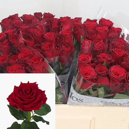 Rose Rhodos XL 80cm | Wholesale Dutch Flowers & Florist Supplies UK