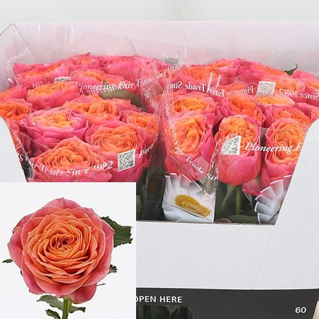 Rose Richmond Park 60cm | Wholesale Dutch Flowers & Florist Supplies UK