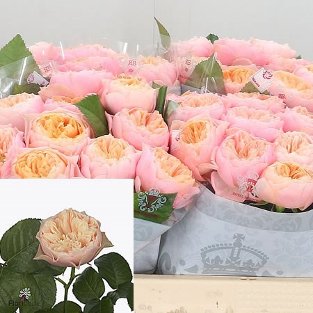 Rose Romantic Vuvuzela 50cm | Wholesale Dutch Flowers & Florist Supplies UK