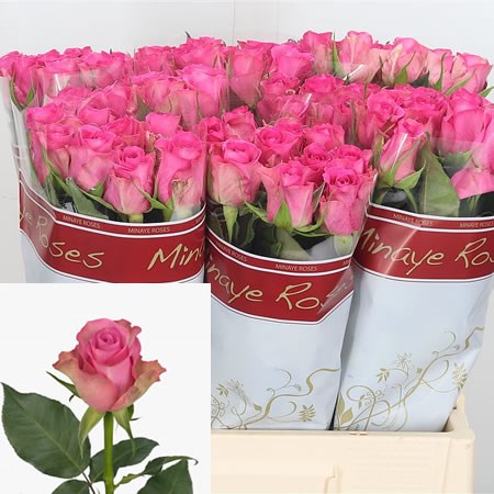 Rose Royal Jewel 60cm | Wholesale Dutch Flowers & Florist Supplies UK