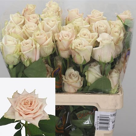 Rose Sandy (Ecuador) 50cm | Wholesale Dutch Flowers & Florist Supplies UK