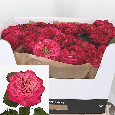 Rose Sheffield Park 60cm | Wholesale Dutch Flowers & Florist Supplies UK