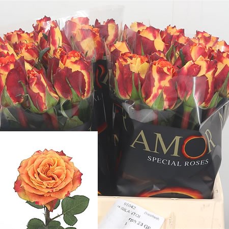 Rose Silantoi 40cm | Wholesale Dutch Flowers & Florist Supplies UK