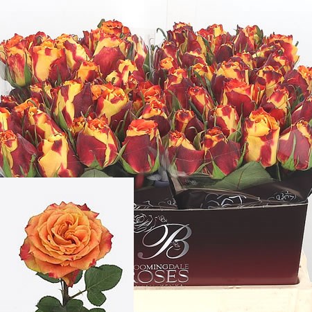 Rose Silantoi 60cm | Wholesale Dutch Flowers & Florist Supplies UK