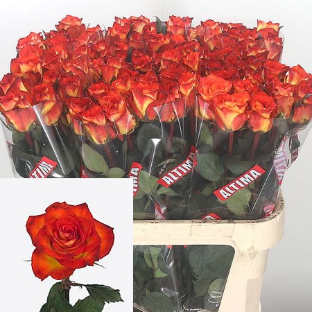 Rose Smiley 80cm | Wholesale Dutch Flowers & Florist Supplies UK