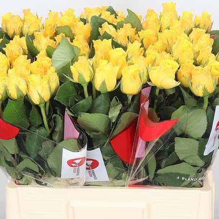 Rose Sonrisa 50cm | Wholesale Dutch Flowers & Florist Supplies UK