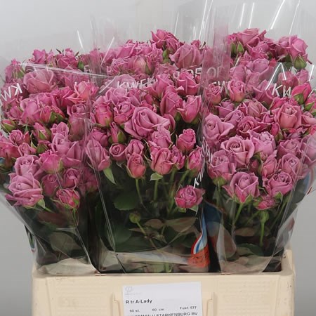 Rose Spray A-Lady 50cm | Wholesale Dutch Flowers & Florist Supplies UK