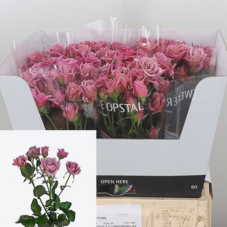 Rose Spray A-Lady 70cm | Wholesale Dutch Flowers & Florist Supplies UK