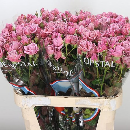 Rose Spray Amazing Lady 80cm | Wholesale Dutch Flowers & Florist ...