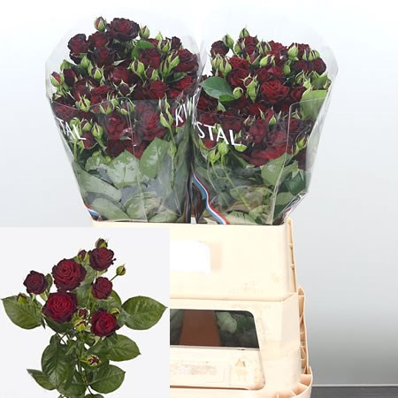 Rose Spray Angelique 80cm | Wholesale Dutch Flowers & Florist Supplies UK