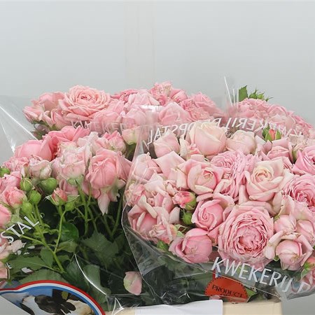 Rose Spray Apricot Essence 50cm | Wholesale Dutch Flowers & Florist ...