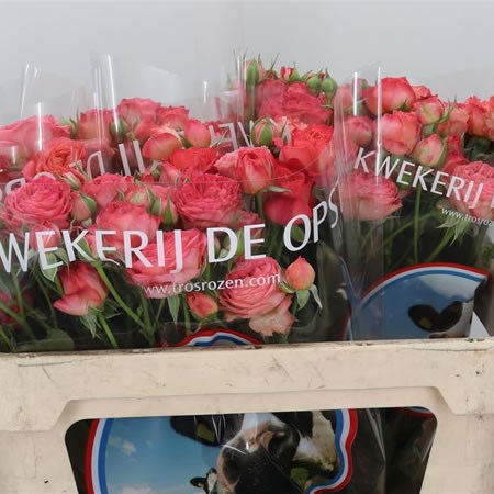 Rose Spray Apricot Lace 70cm | Wholesale Dutch Flowers & Florist ...