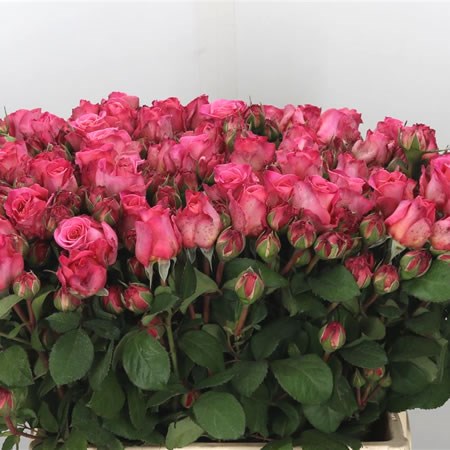 Rose Spray Ashley 60cm | Wholesale Dutch Flowers & Florist Supplies UK