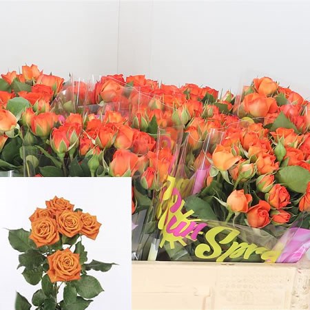 Rose Spray Babe 50cm | Wholesale Dutch Flowers & Florist Supplies UK